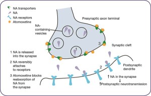 atomoxetine-moa_600x381 – Lostfalco.com